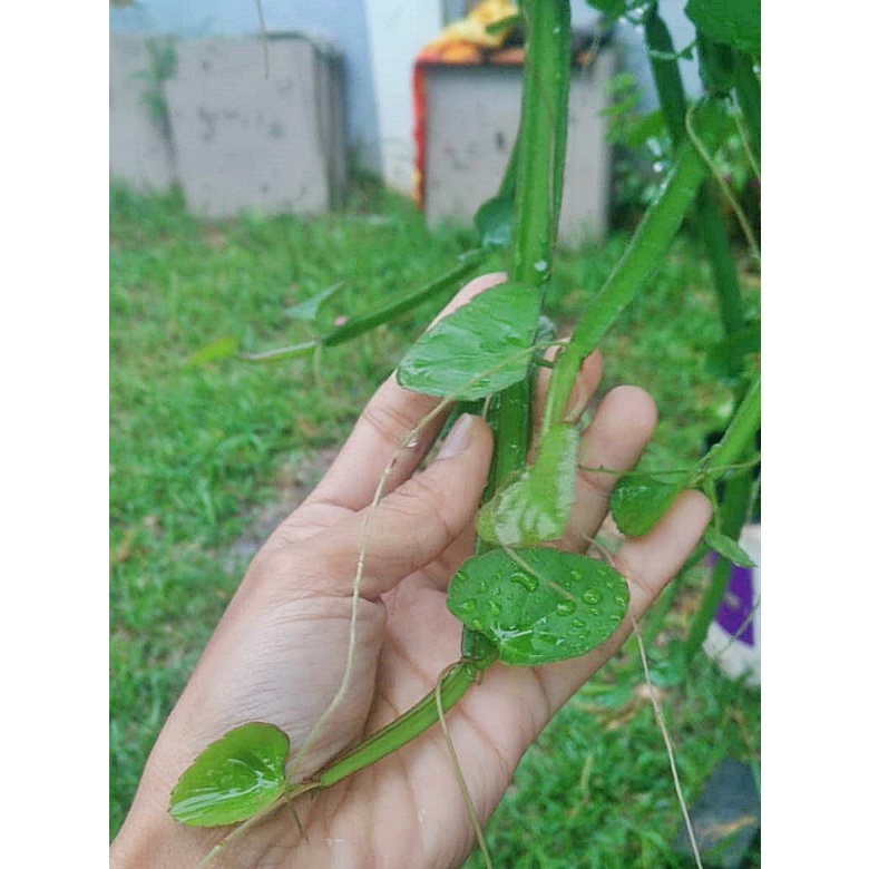 Pokok Ubat Buasir / hemorrhoid / hemors buasir / 藥用植物 草本 / 痔瘡膏 / Pokok ...