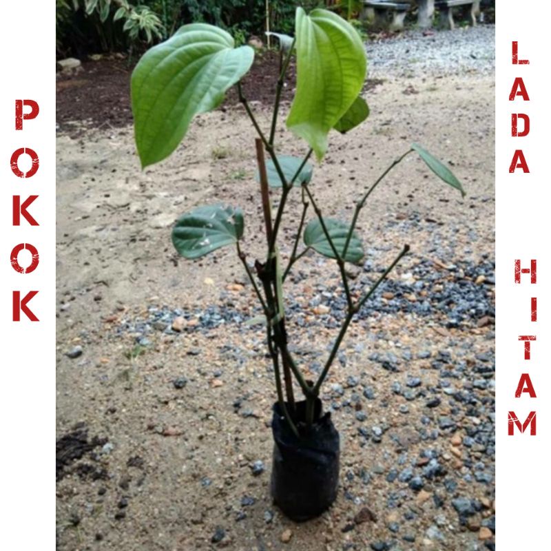 Pokok Lada Hitam (HYBRID) / Pokok Lada Hitam kawin murah thai | Shopee ...
