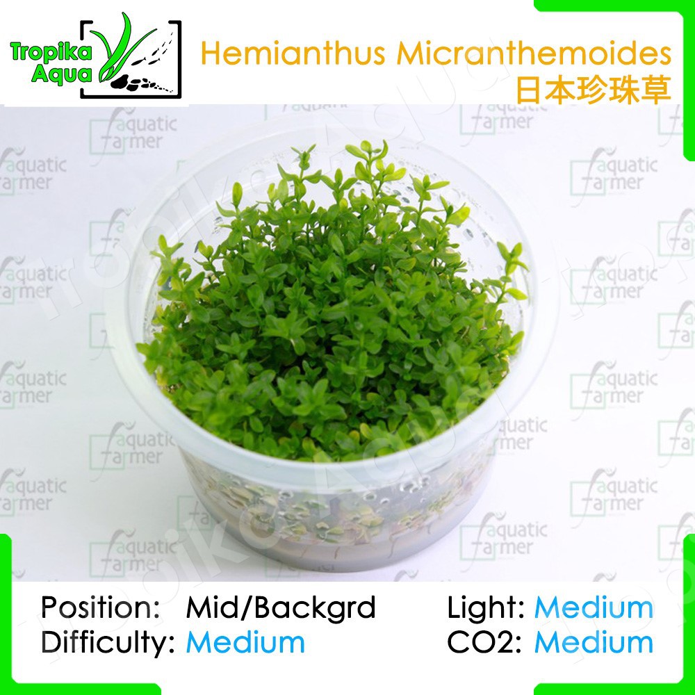 Pearl grass (Hemianthus Micranthemoides) 日本珍珠草 - Aquatic Farmer Tissue ...