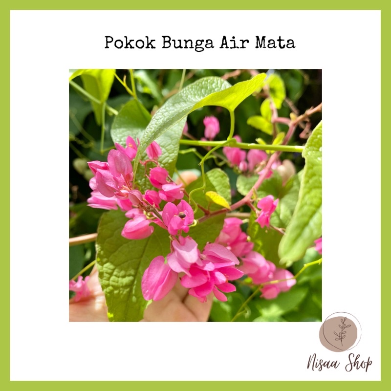 POKOK BUNGA AIR MATA PENGANTIN (anak pokok) | Shopee Malaysia