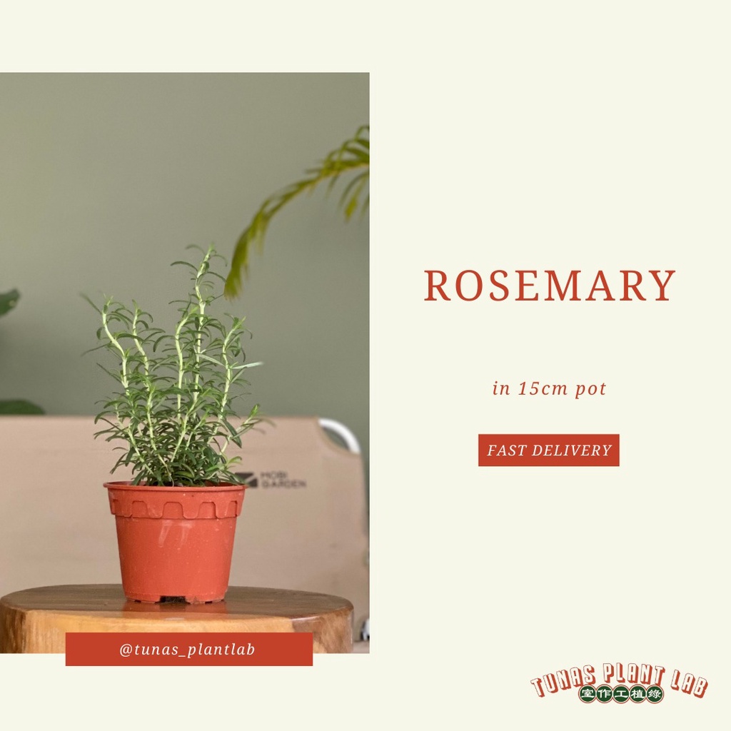 TPL - Tunas Plant Lab - Rosemary 迷迭香 - REAL LIVE PLANT - RARE INDOOR ...