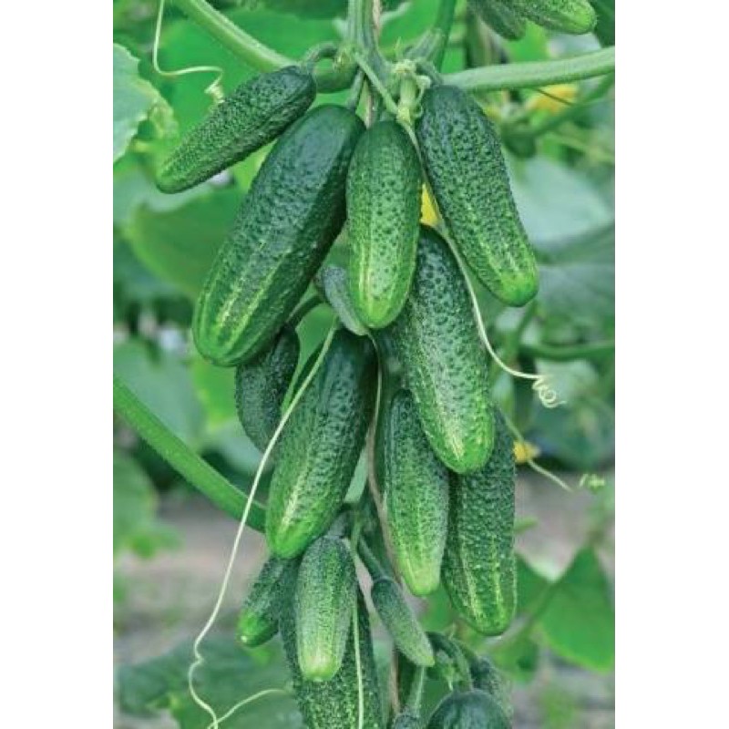 5 seeds TIMUN BELANDA ,DUTCH CUCUMBER | Shopee Malaysia