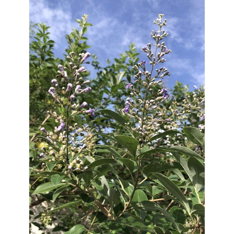 2 X Keratan Batang POKOK LEMUNI PUTIH atau Pokok Lagundi (Vitex ...