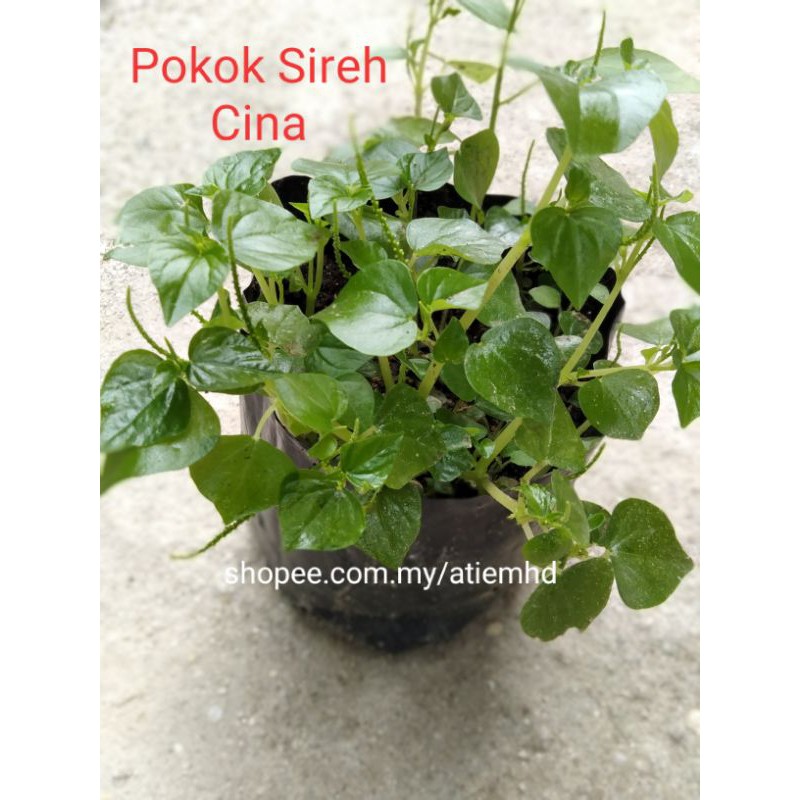 Pokok Sireh Cina /Ketumpang Air **dalam polybag | Shopee Malaysia