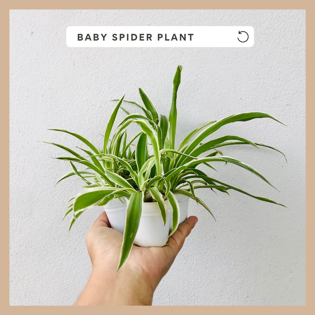 (POKOK HIDUP)BABY SPIDER PLANT |Indoor Plant | Hanging Plant | Shopee ...