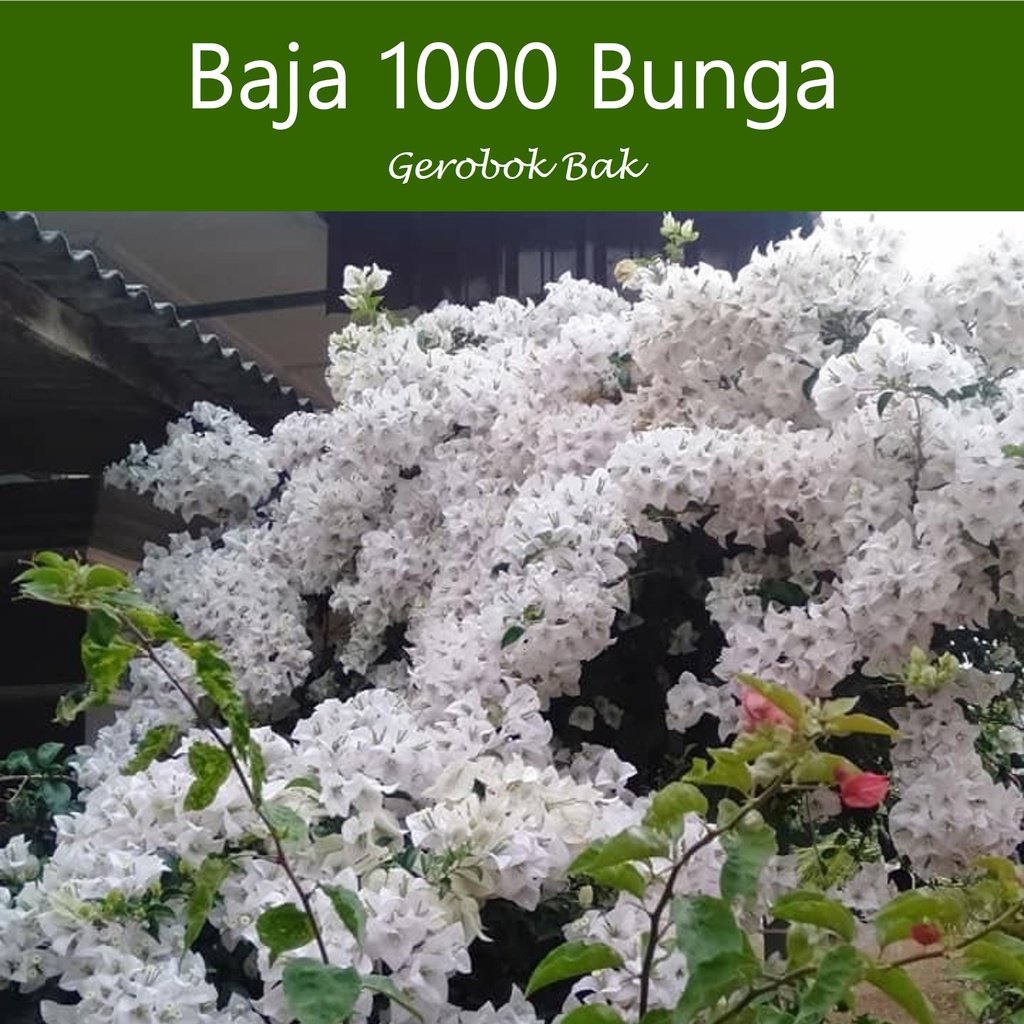 Baja Pasti Bunga Baja 1000 Bunga Super Flower Fertilizer (BSB55) | Shopee Malaysia