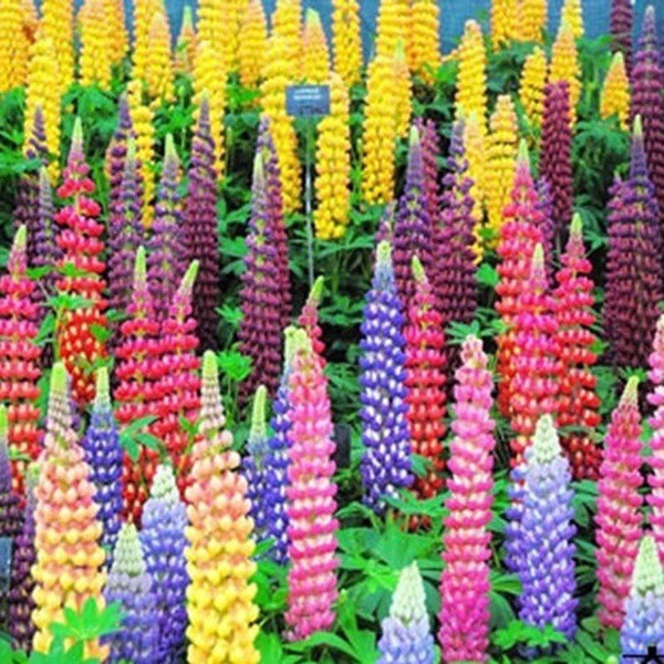 100 Pcs Mixed Russell Lupine Seeds Lupinus Beautiful Polyphyllus Bulk ...