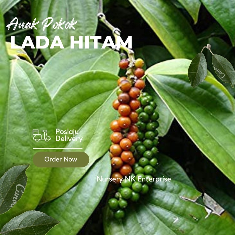 Anak Pokok Lada Hitam / Blackpaper Plant | Shopee Malaysia