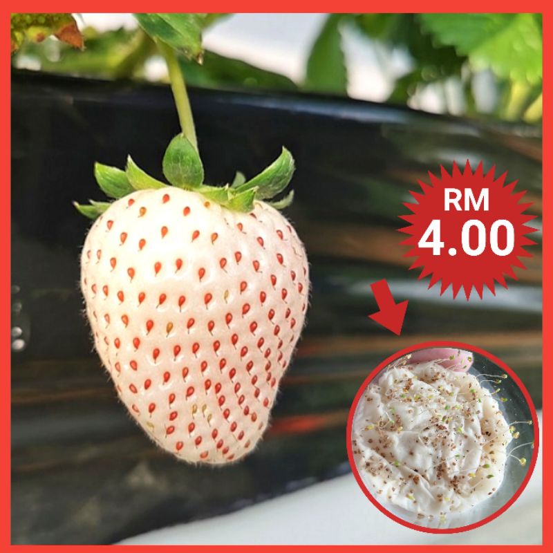 Premium White Strawberry Seeds for Home Gardeners | High Germination ...