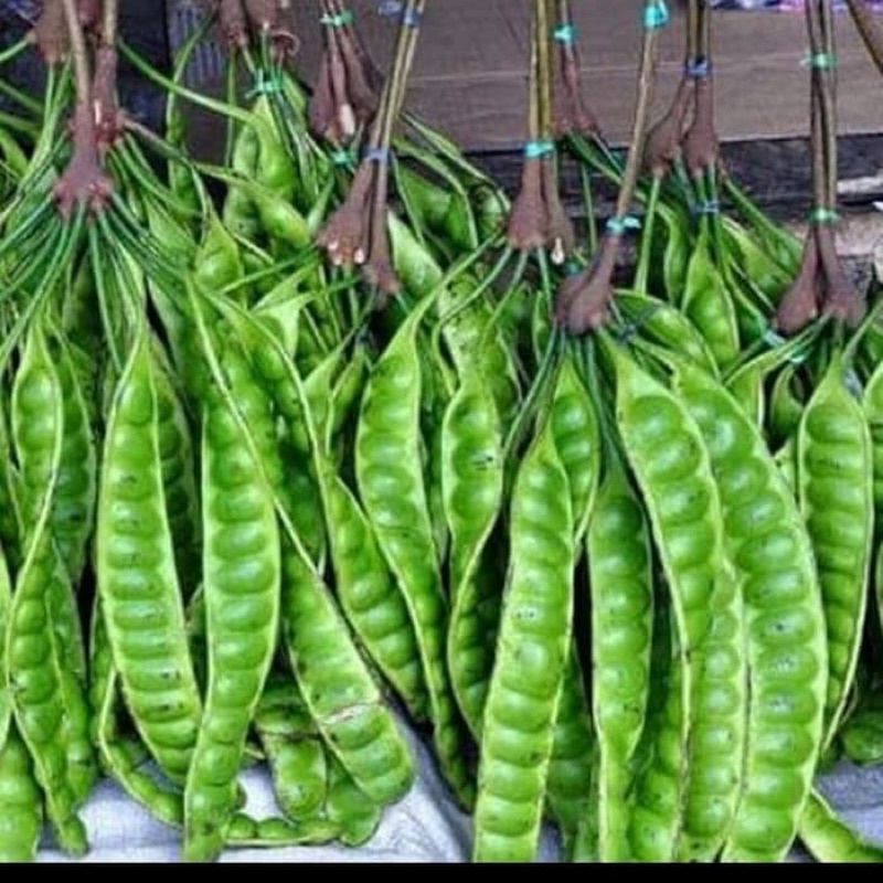 petai padi fresh-fresh | Shopee Malaysia