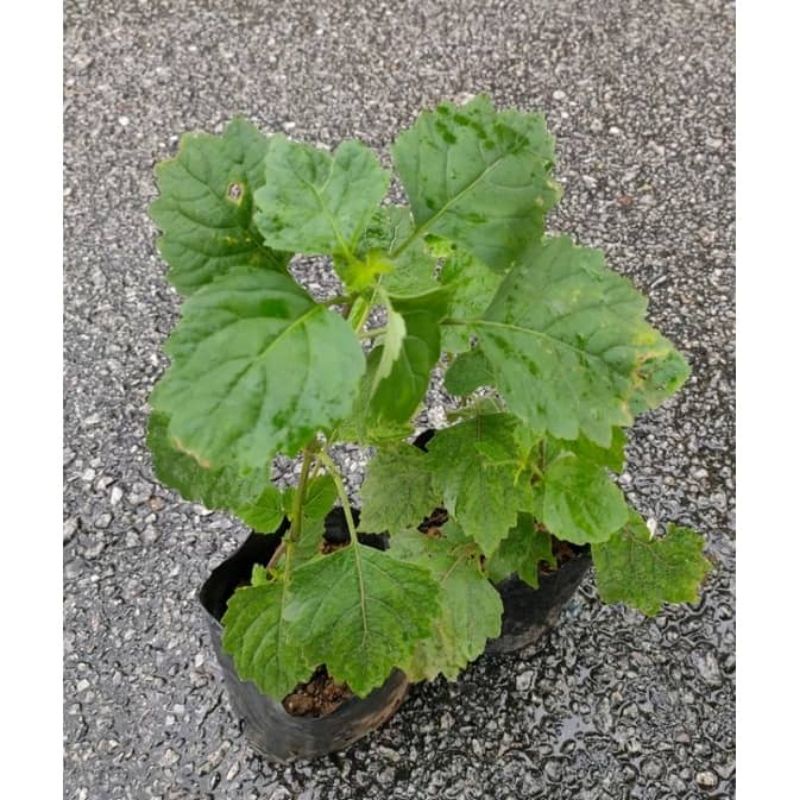 Pokok Nilam Acheh Patchouli Pogostemon Cablin Shopee Malaysia