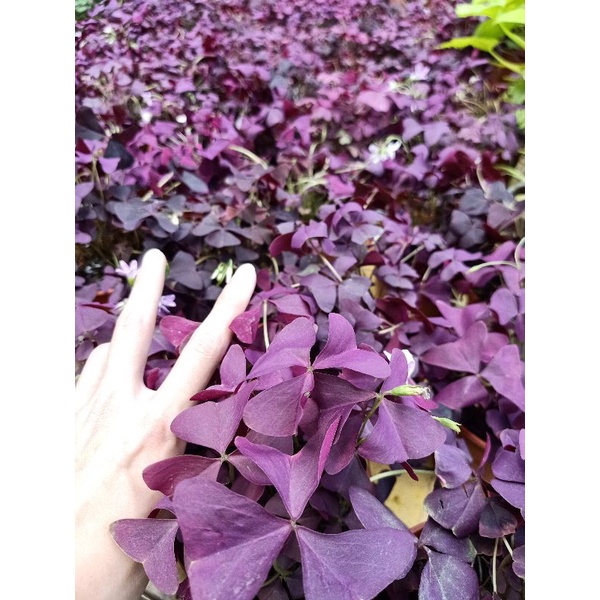 [Paling Horticulture Sdn Bhd] Oxalis Triangularis | Pokok Rama-Rama ...