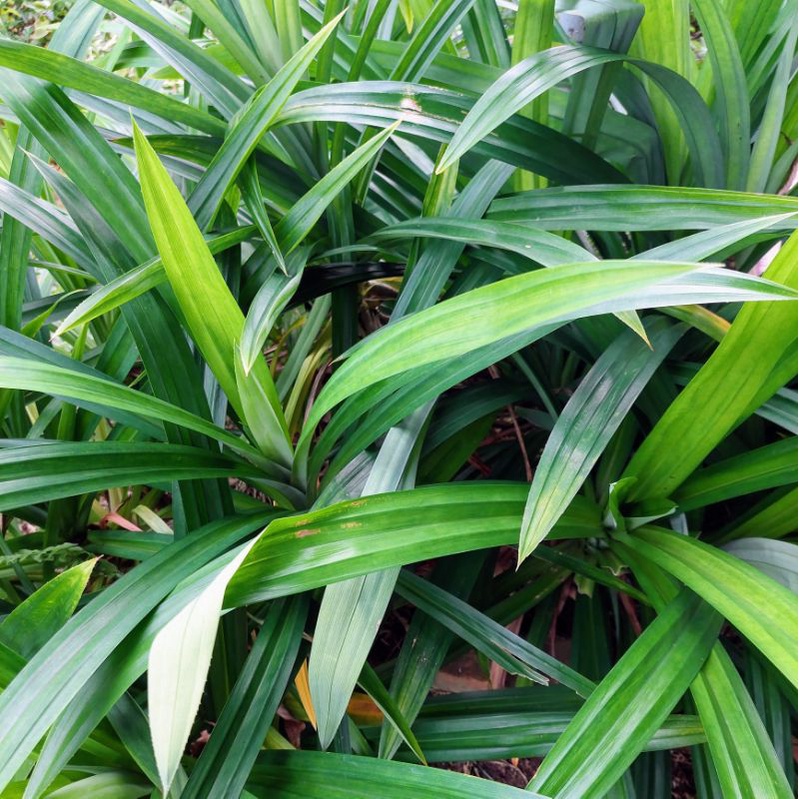 Live Plant Organic Pandan Leaves Bareroot (Pandanus Amaryllifolius ...