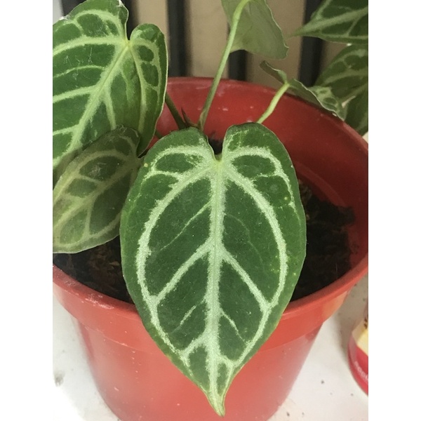 anthurium crystal hope | Shopee Malaysia