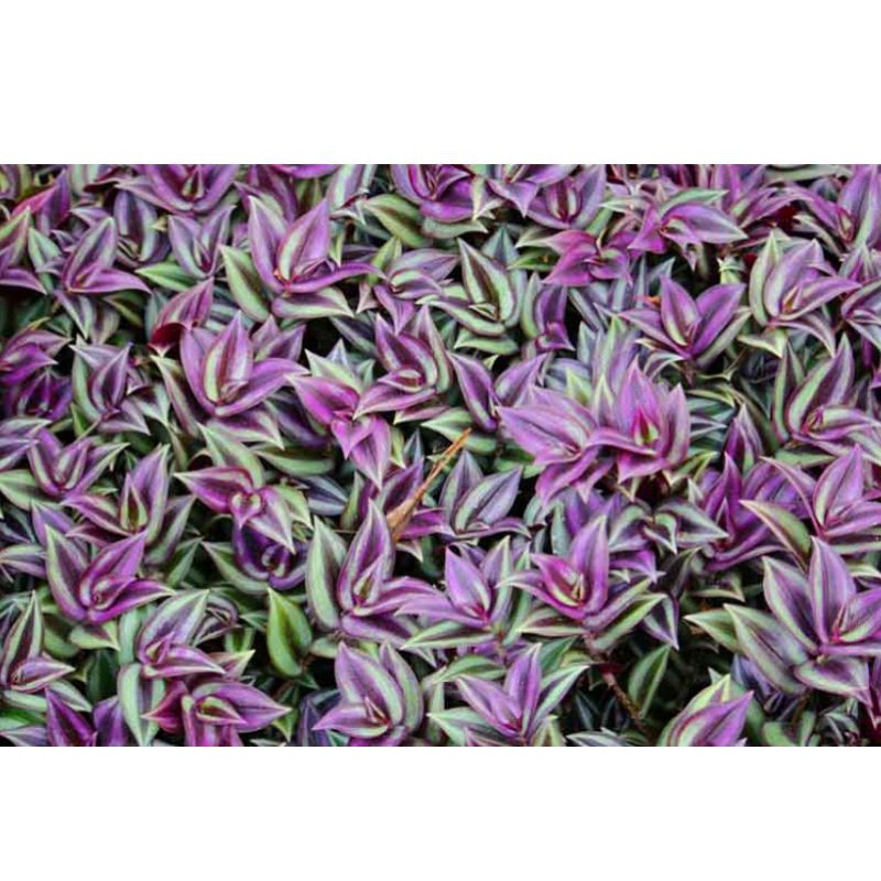 Tradescantia Zebrina / Wandering Jew / Pokok Telinga Kera ( 20 cuttings ...