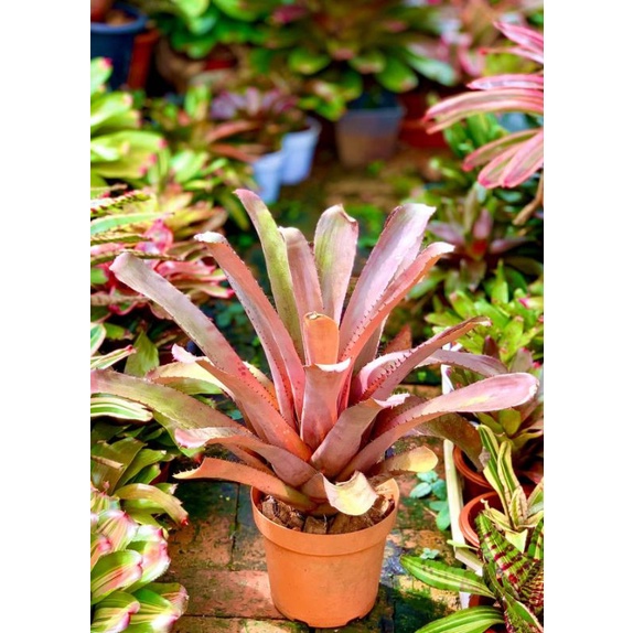 Bromeliad Achemea Bo Pink, mother plant outlook as per cover photo as ...