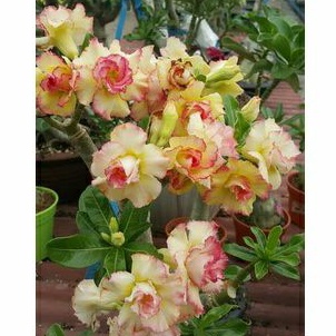 POKOK ADENIUM WARNA KUNING MIX OREN PINK(POS DENGAN PASU) | Shopee Malaysia