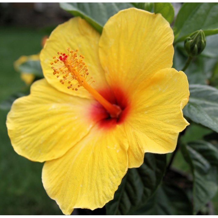Yellow - Red Chinese Hibiscus ( Bunga Raya Merah Kuning ) | Shopee Malaysia