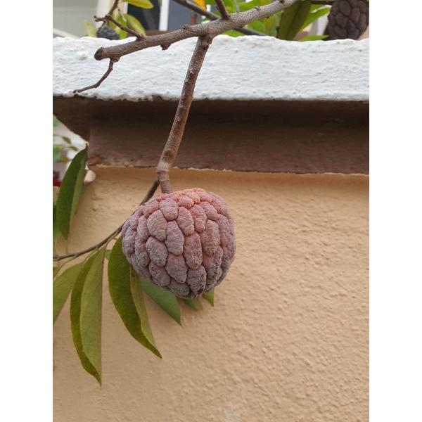 Anak pokok / Benih Buah Nona Sapling / Seeds Red Sweetsop Sweet Apple ...