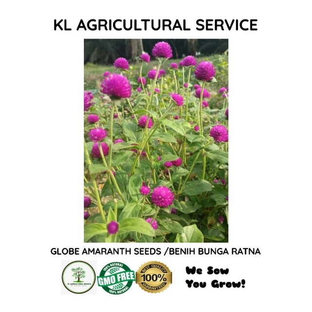 Globe Amaranth / Bunga Ratna / Bunga Butang | Shopee Malaysia