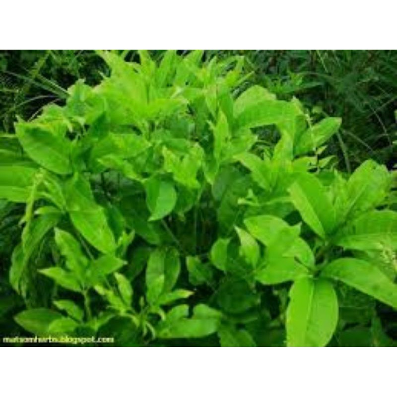 Tenggek Burung/Anak pokok | Shopee Malaysia