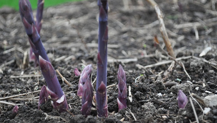 Biji Benih Asparagus Hijau Ungu 25Pcs +- Benih pokok Asparagus Hijau ...