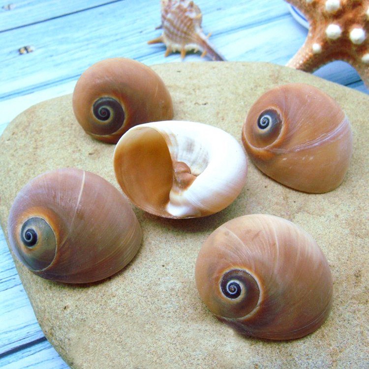 Shark Eye Moon Natural Rare Real Sea Shell Hermit Crab Replacement ...