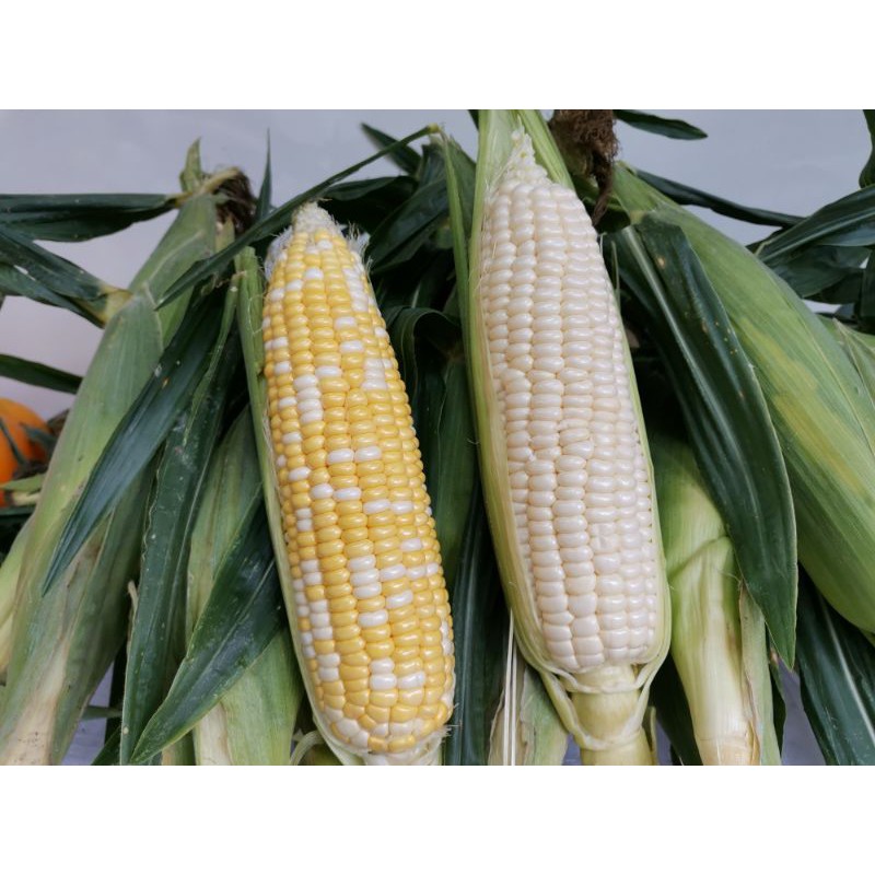 ORIGINAL CAMERON WHITE OR PEARL CORN (1 PIECE GRADE A) | Shopee Malaysia