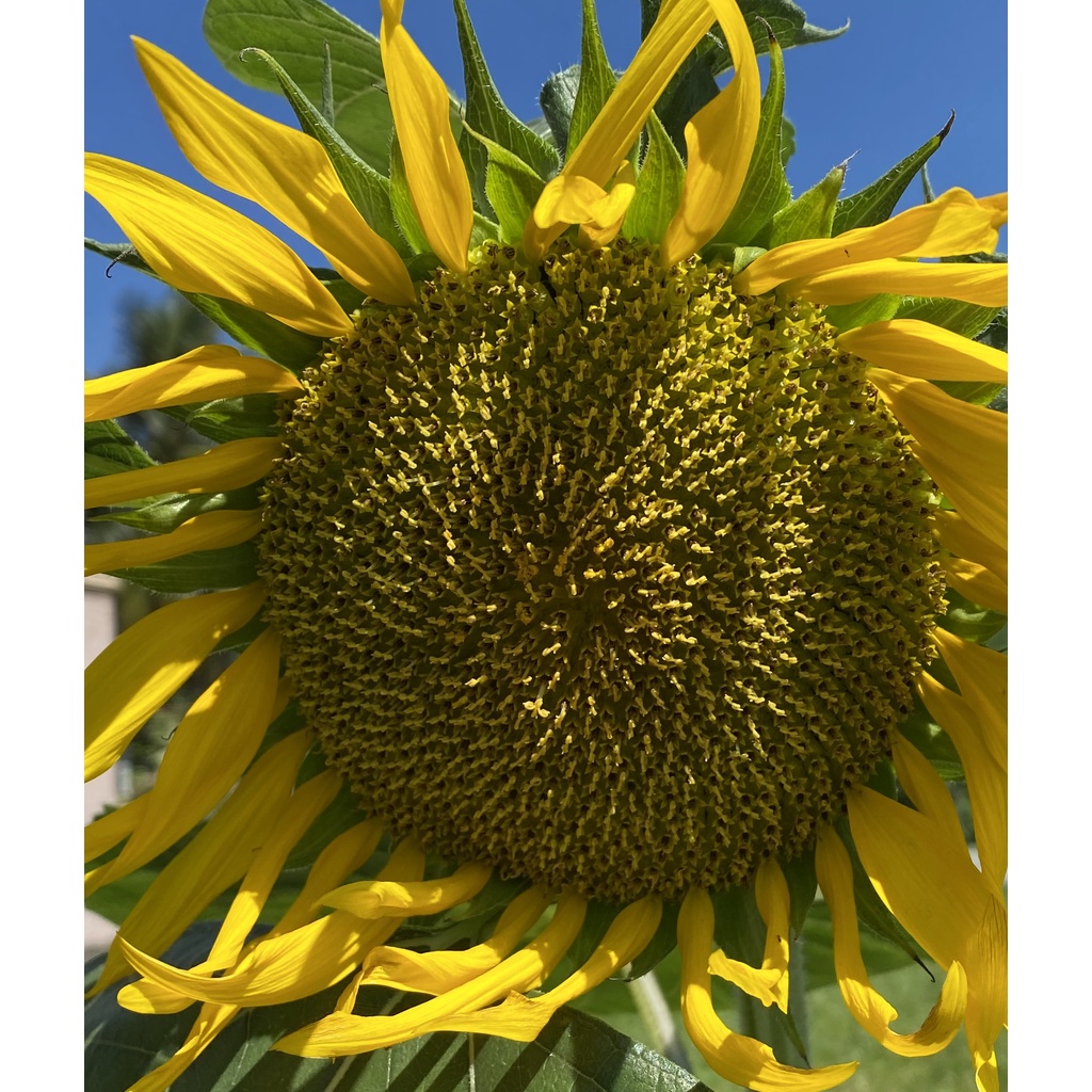 VA SUN FLOWER BIG SAIZ RM 2.00 - pokok rendah & bunga amat besar ...