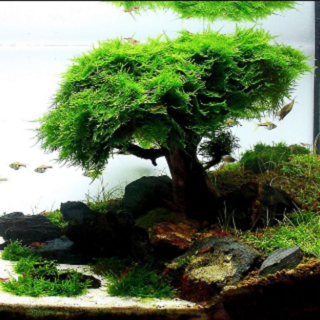 READY STOCK !Java moss / Pelia Moss / Christmas Moss lowest Price ...