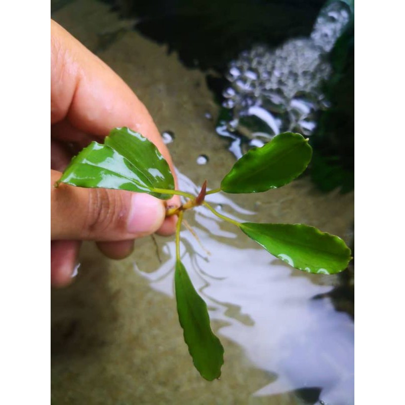 Bucephalandra Black Angel (emersed form) | Shopee Malaysia
