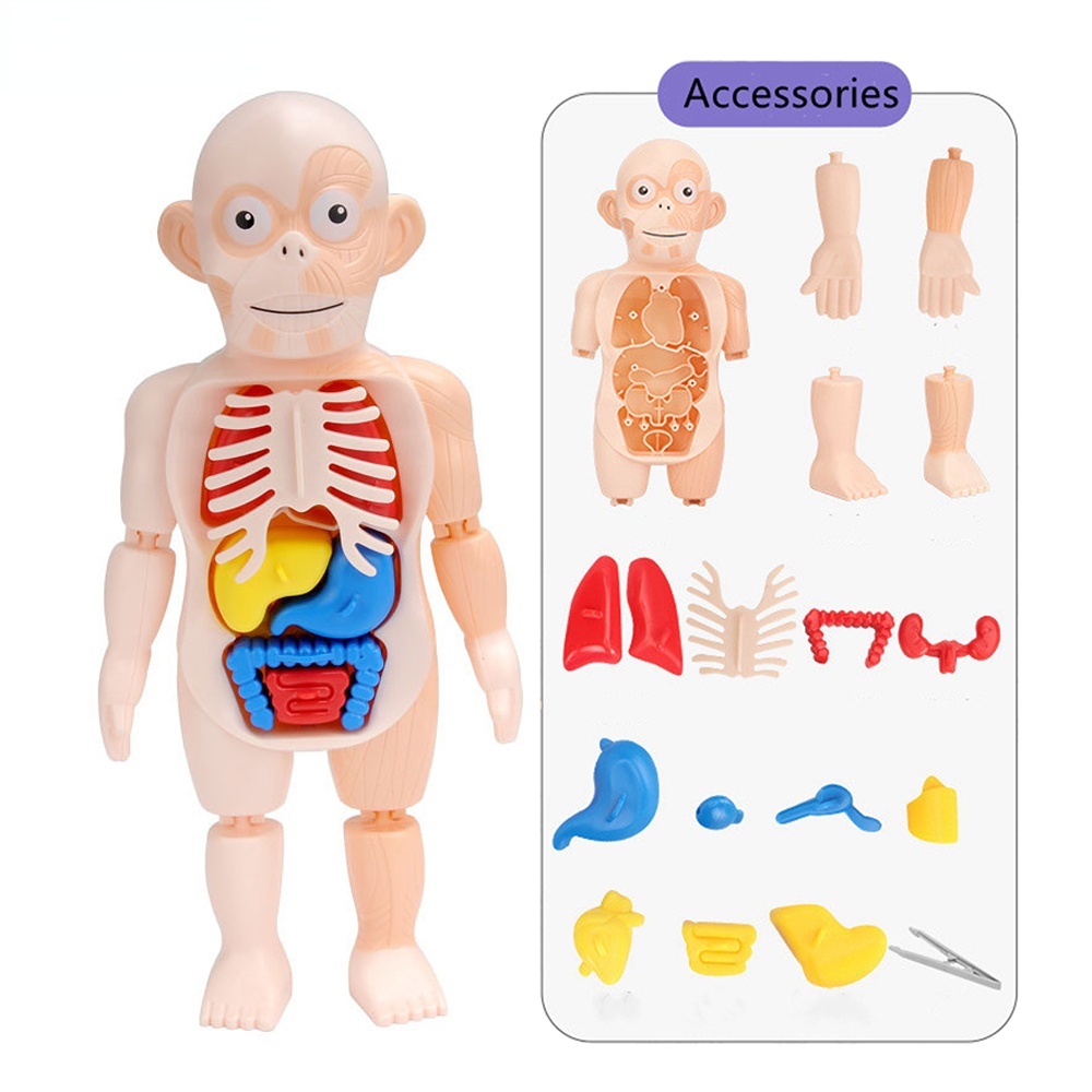 Kid Montessori 3D Puzzle Human Body Anatomy Model Toy DIY Educational ...