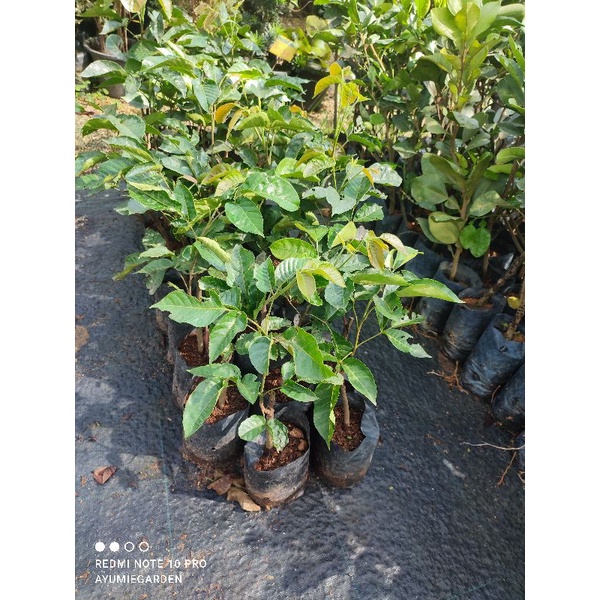 pokok sentul bangkok/siam (buah besar) | Shopee Malaysia