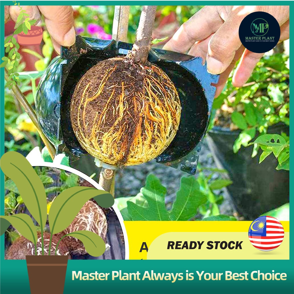 MP Plant Rooting Device High Pressure Propagator Plants Propagation Box ...