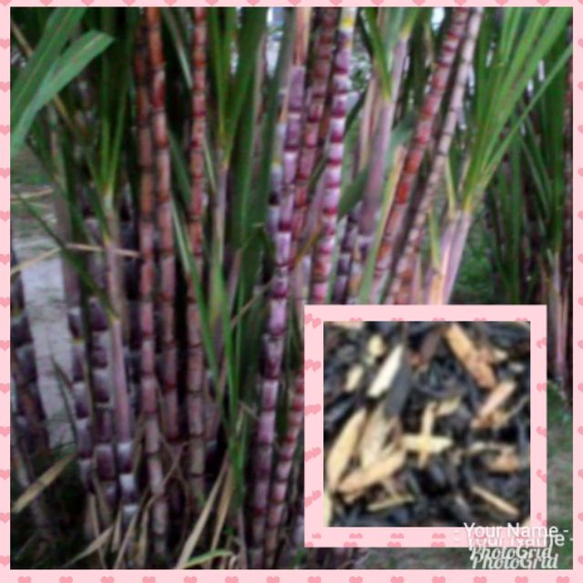 Benih tebu hitam segar | Shopee Malaysia