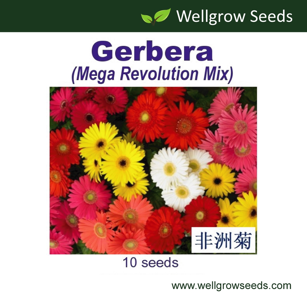 Gerbera (Daisy) Mega Revolution Mix (10 seeds) 非洲菊：超級新奇系列（原装混色) Daisy ...