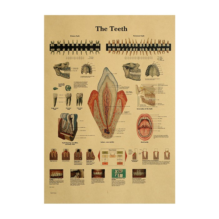 Wall Poster/Biology Education Wall Poster (Anatomy Of Teeth & Human ...