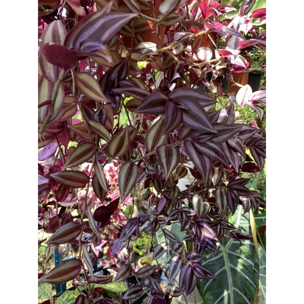 Tradescantia Zebrina/ Wandering Jew/ Pokok Telinga Kera | Shopee Malaysia