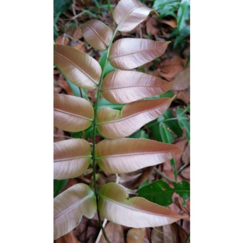 Benih anak pokok pucuk paku pakis merah/midin bersama akar untuk di ...