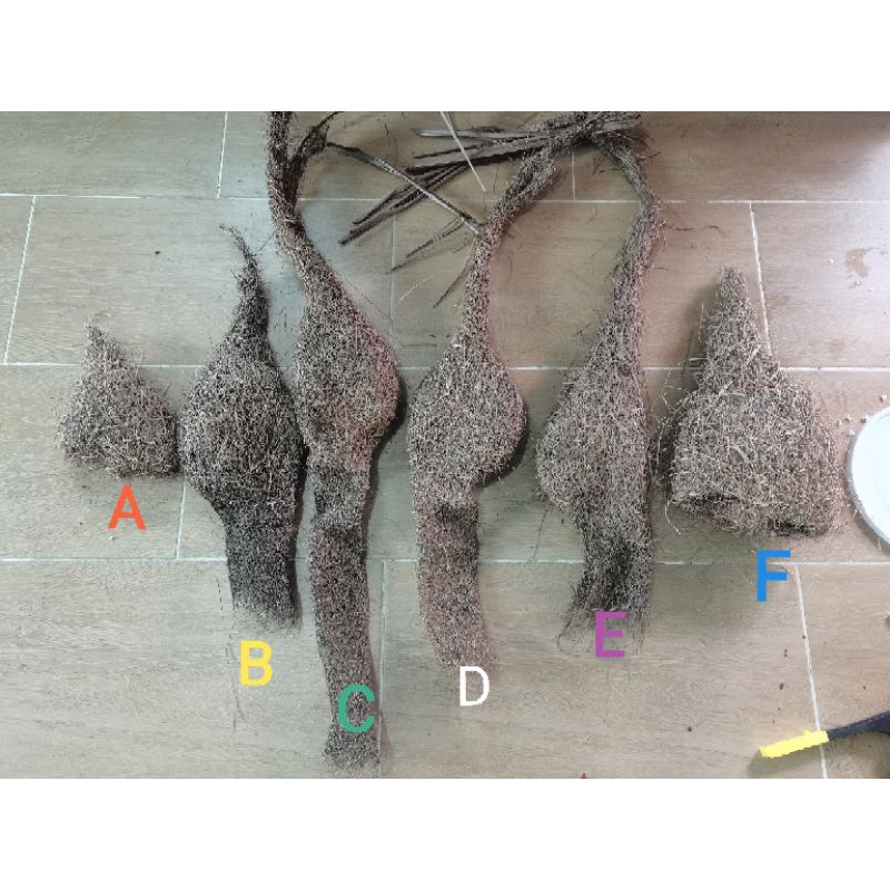 [Asli] Sarang Burung Tempua Burung Ciak Hiasan Dalaman Luaran Bird Nest ...