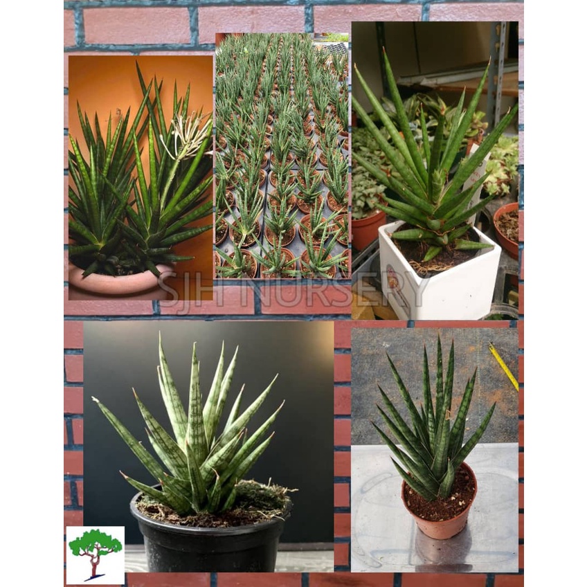 SJH - Sansevieria Francisii / Snake Plant / 狐狸尾巴虎尾兰 [Real Plant/Live ...