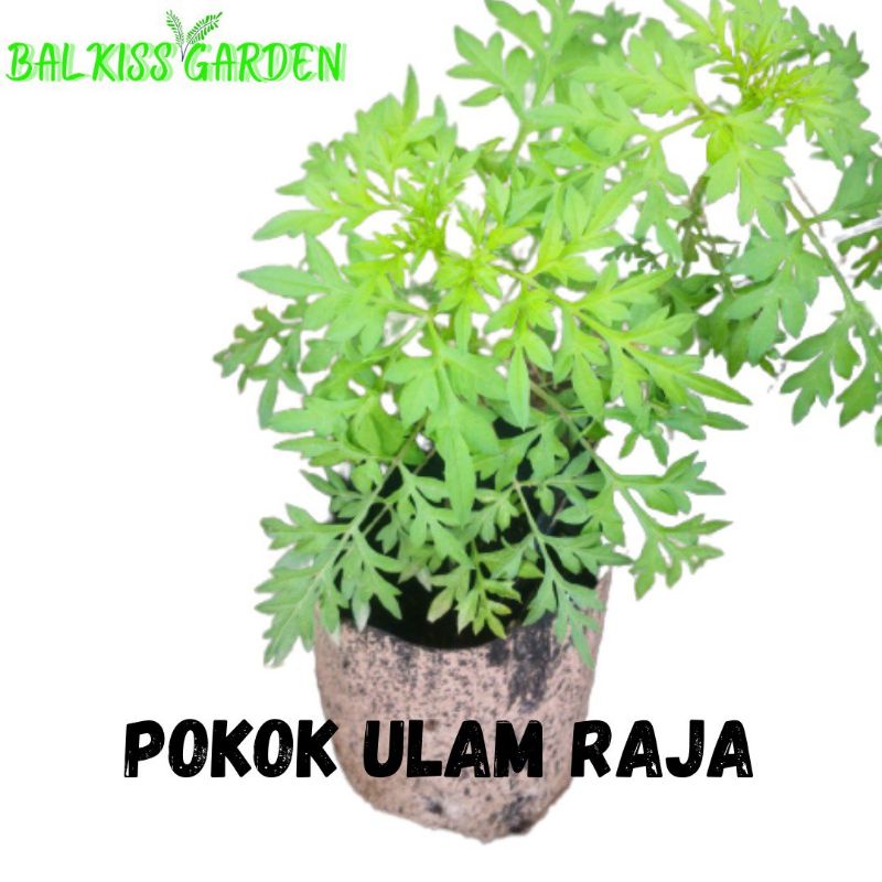 Pokok Ulam Raja Dalam Polybag | Shopee Malaysia
