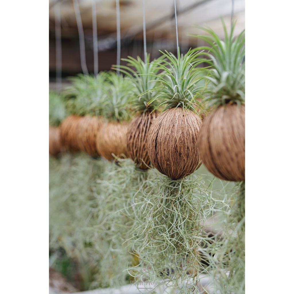 The Plant Project | Ionantha and Tillandsia Usneoides (Spanish Moss ...