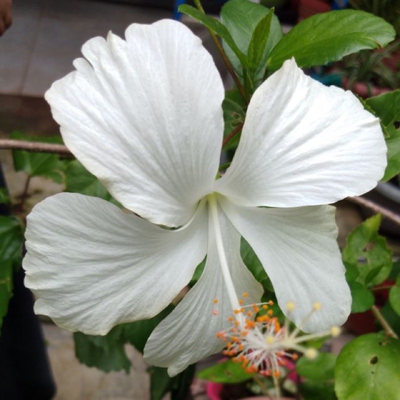 Pokok Bunga Raya Kampung dalam polybag ( pelbagai warna ) | Shopee Malaysia