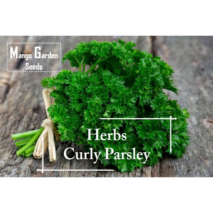 Italian Curly Parsley Herbs Seeds - 100 seed *Pot Friendly* - Mango Garden Seeds | Shopee Malaysia