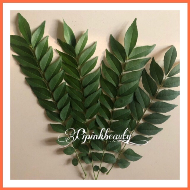 5 stalks / Curry Leaves / Temurui Leaves / Koja Greetings / korobelek ...