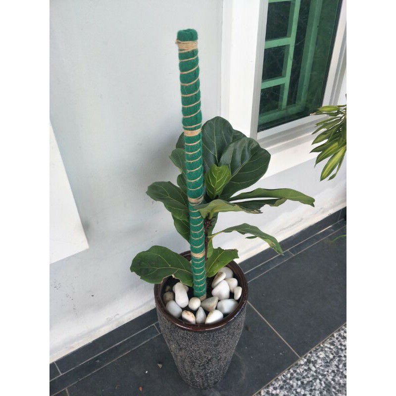 🌱SPAN STICK \ COCO STICK COCO PEAT \ PLANT SUPPORT \ BLOOMS NURSERY ...