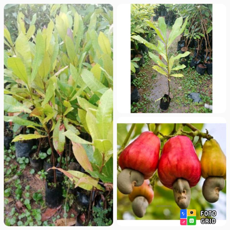 pokok gajus/pokok ketere | Shopee Malaysia