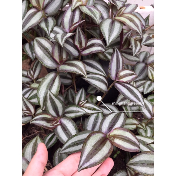 🔥Promotion Sale🔥Keratan Tradescantia Zebrina Wandering Jew | Shopee ...