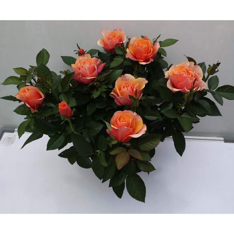 Real Plants Cameron Highlands Danish Roses P2 | Shopee Malaysia